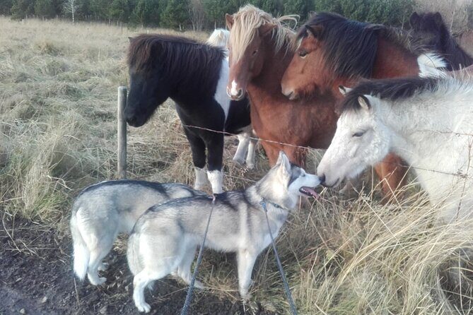 Hiking with Husky in Akureyri - The Sum Up: Why This Tour is a Worthwhile Adventure