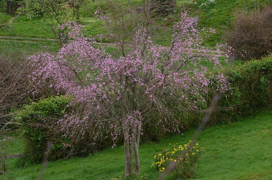 Crabapple tree in bloom at Hobbiton Movie Set