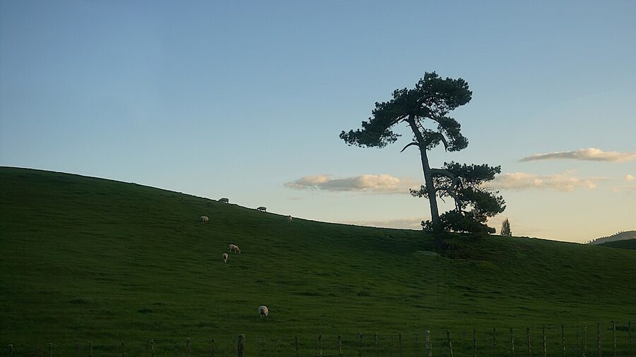 Sheep grazing at the Hobbiton Movie Set