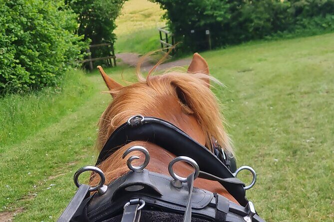 Horse drawn carriage ride york - FAQs