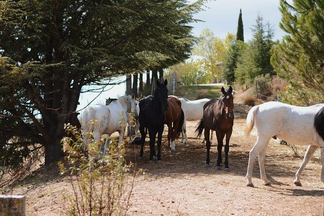Horse Riding Madrid Natural Park (long Trip) - The Itinerary Breakdown