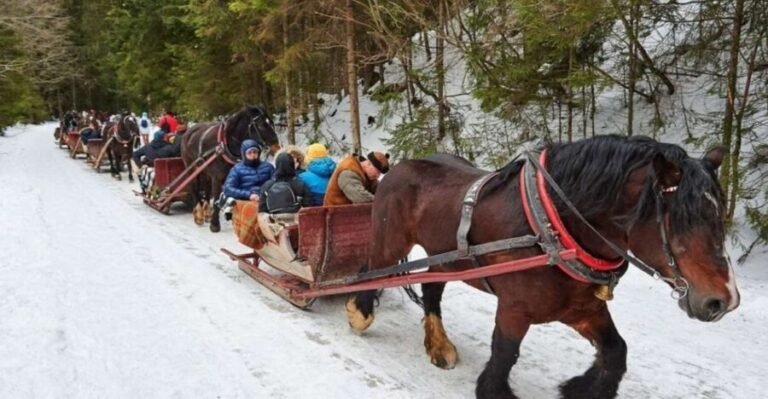 Horse Sleigh 2-3h Ride with Hot Springs or Zakopane Combos - Who Will Love This Tour?