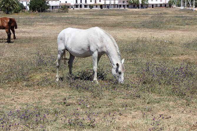 Horseback Riding Experience in Aljarafe, Doñana park from Seville - Who Will Love This Tour?