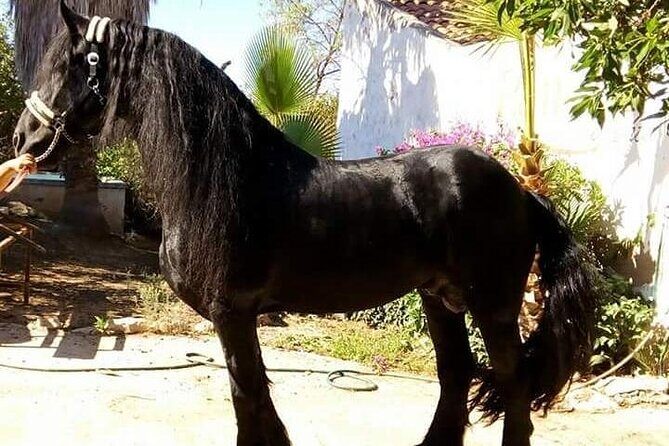 Horseback Riding in Cartagena (Spain) - Practical Details and What to Prepare