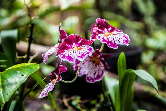 House of the Butterflies of the Collodi Pinocchio Polycentric Park - Authentic Insights from Reviews