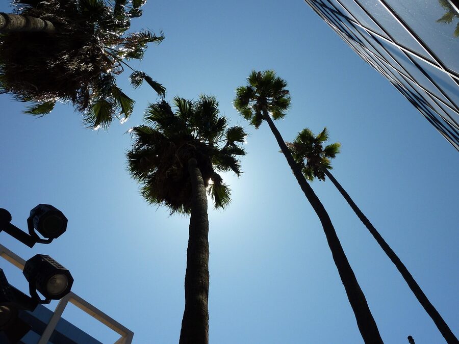 Palm trees lining a Los Angeles street in Hollywood