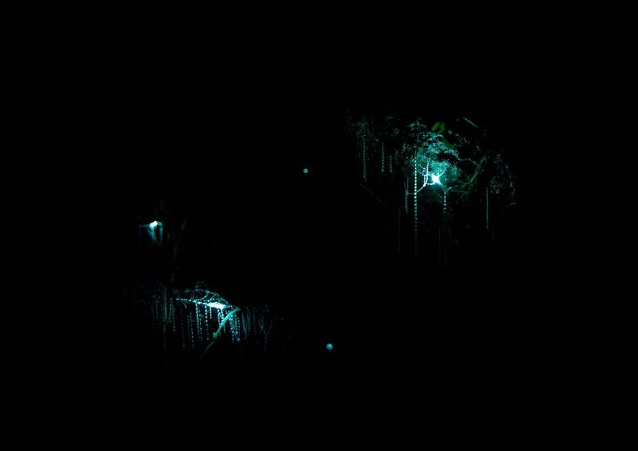 Glow worm cave webs glowing in dark New Zealand bush