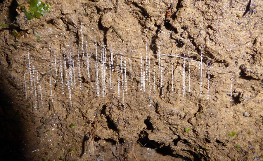 New Zealand glow worm Arachnocampa luminosa with snares