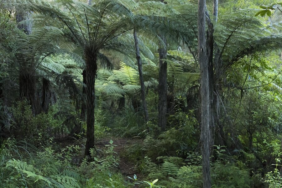 New Zealand native bush forest with tree ferns near Rotorua