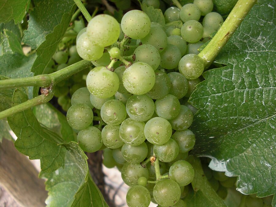 Icewine grapes at Inniskillin winery Niagara on the Lake