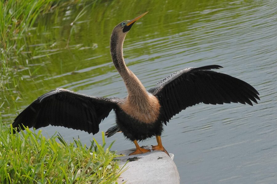 Anhinga drying its wings in St Petersburg
