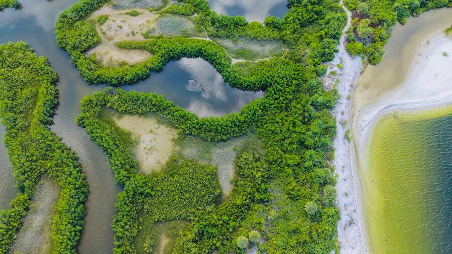 Aerial view of mangroves near Apollo Beach in Tampa Bay