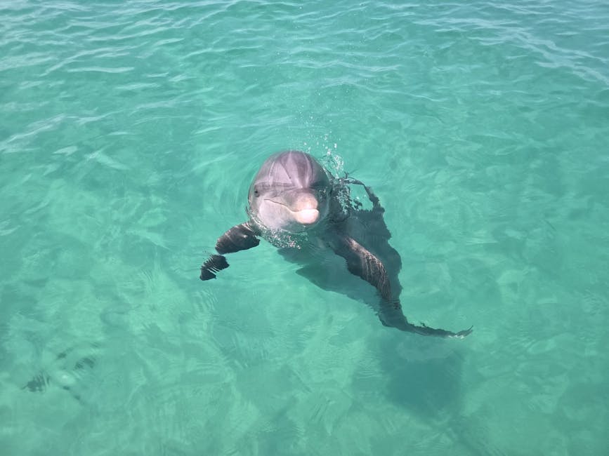A dolphin surfacing in clear Florida Gulf water
