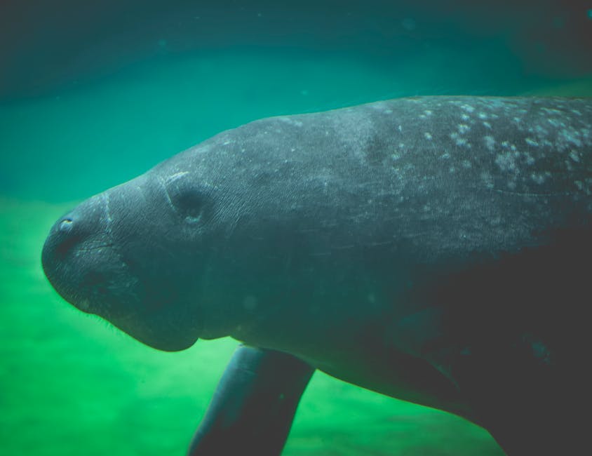A Florida manatee swimming in shallow water
