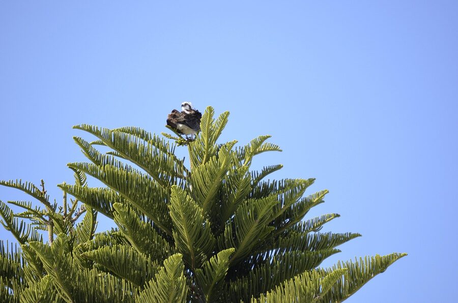 A Florida osprey carrying a fish
