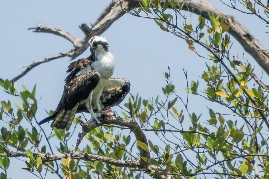 Osprey perched in a Florida tree