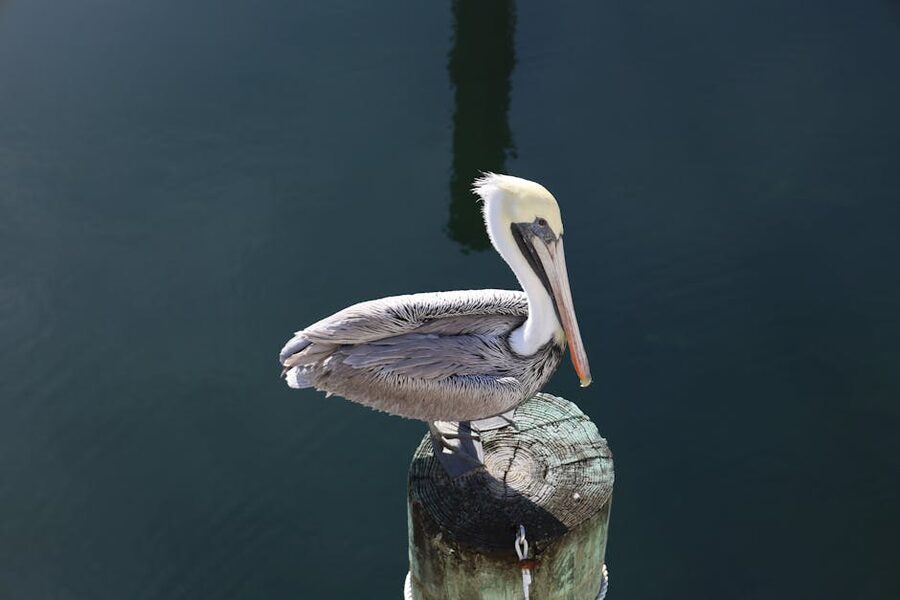 Brown pelican perched on a pier post in Florida