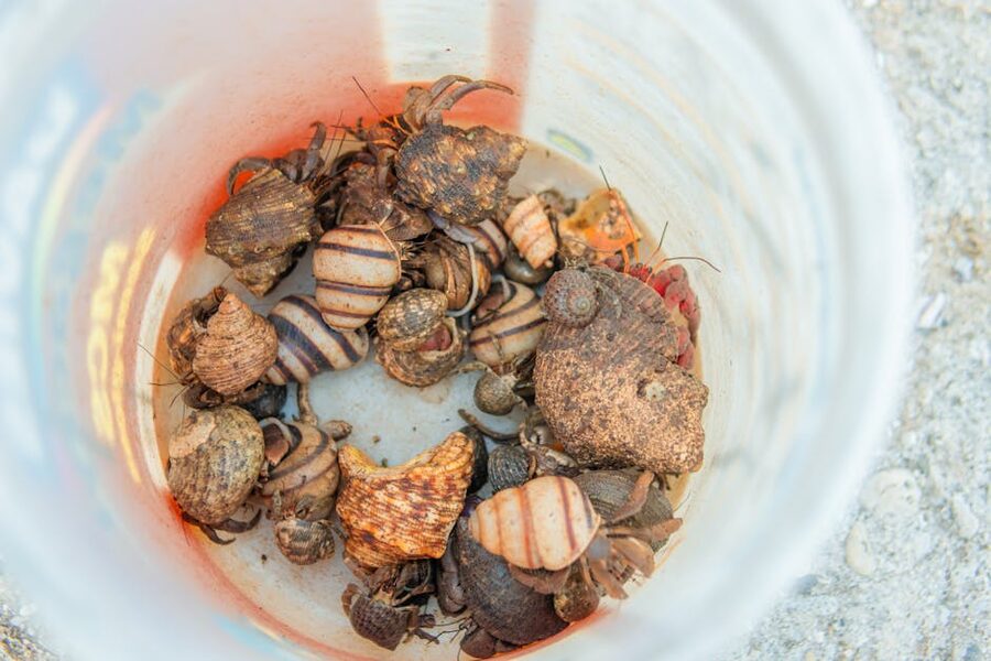 Hermit crabs on sand