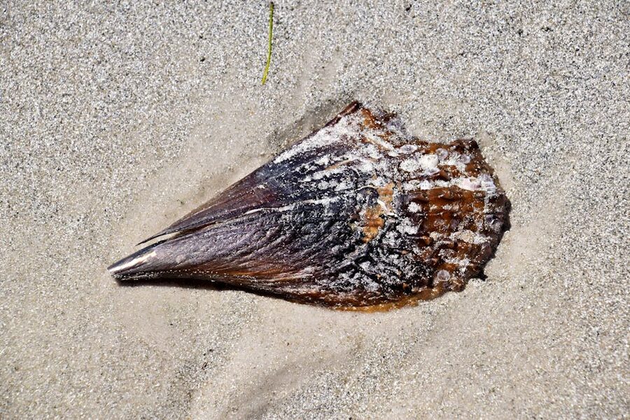 Close-up of a seashell on the sand at St Pete Beach