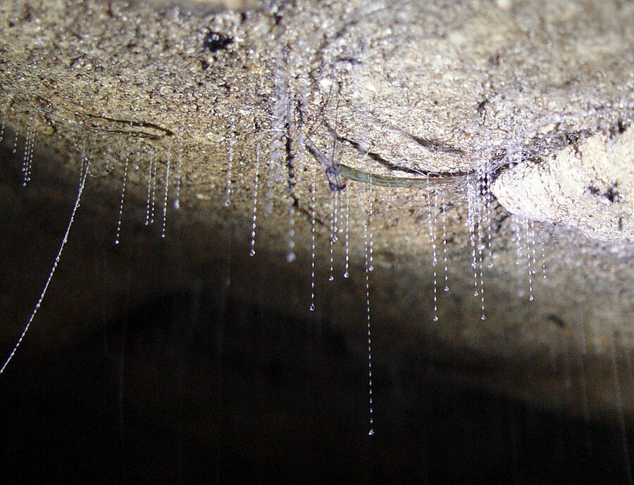 Arachnocampa luminosa larvae with silk snares