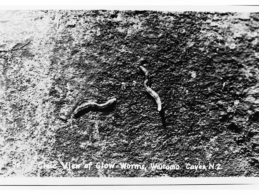 Close view of glow worms at Waitomo Caves New Zealand