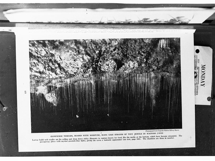 Glowworms on cave ceiling at Waitomo New Zealand