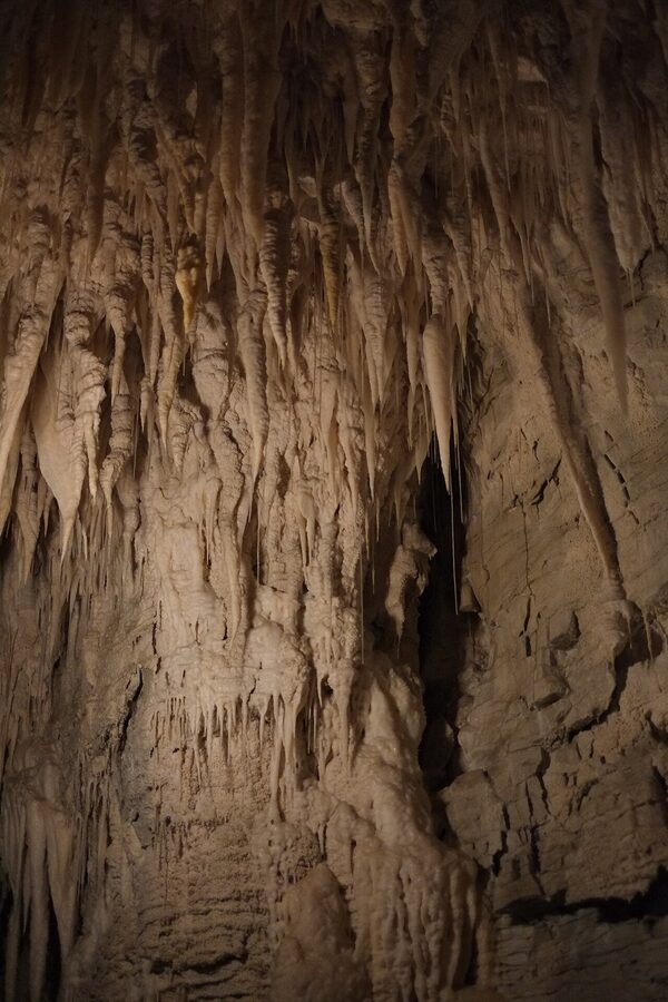 Stalactites and soda straws inside Ruakuri Cave