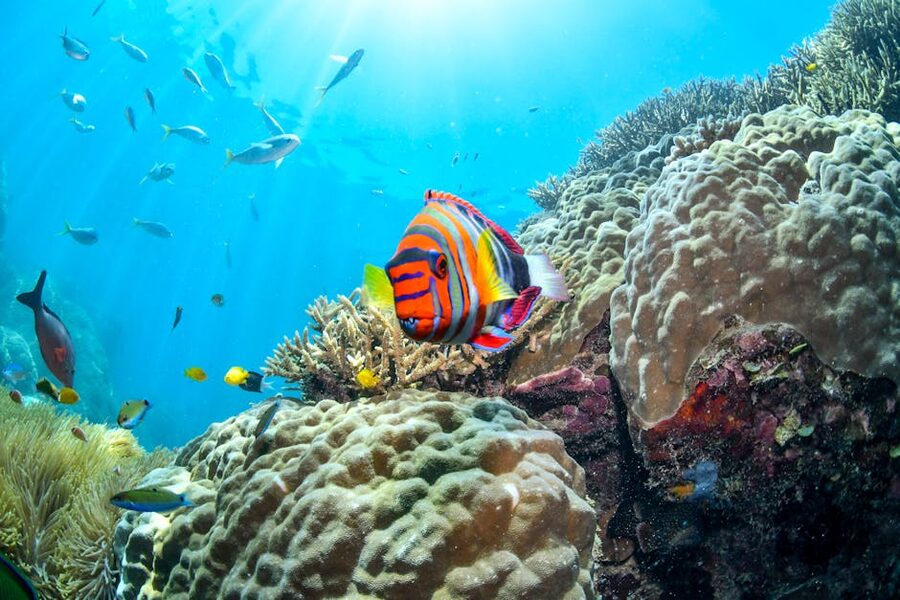 Colorful reef fish swimming among corals in Australian waters