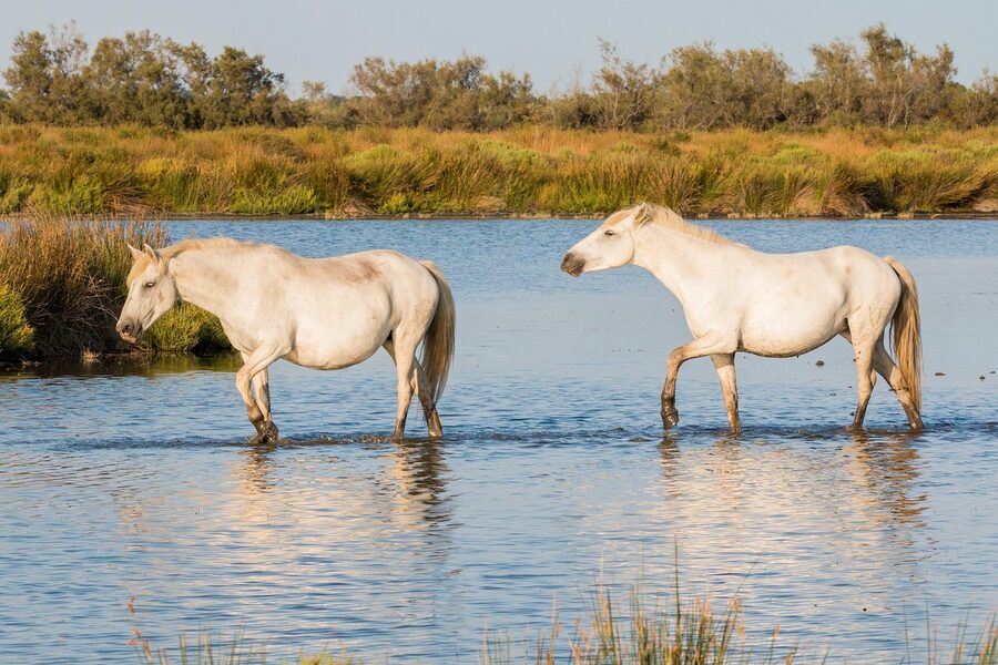 Camargue white horses near Arles France wetlands