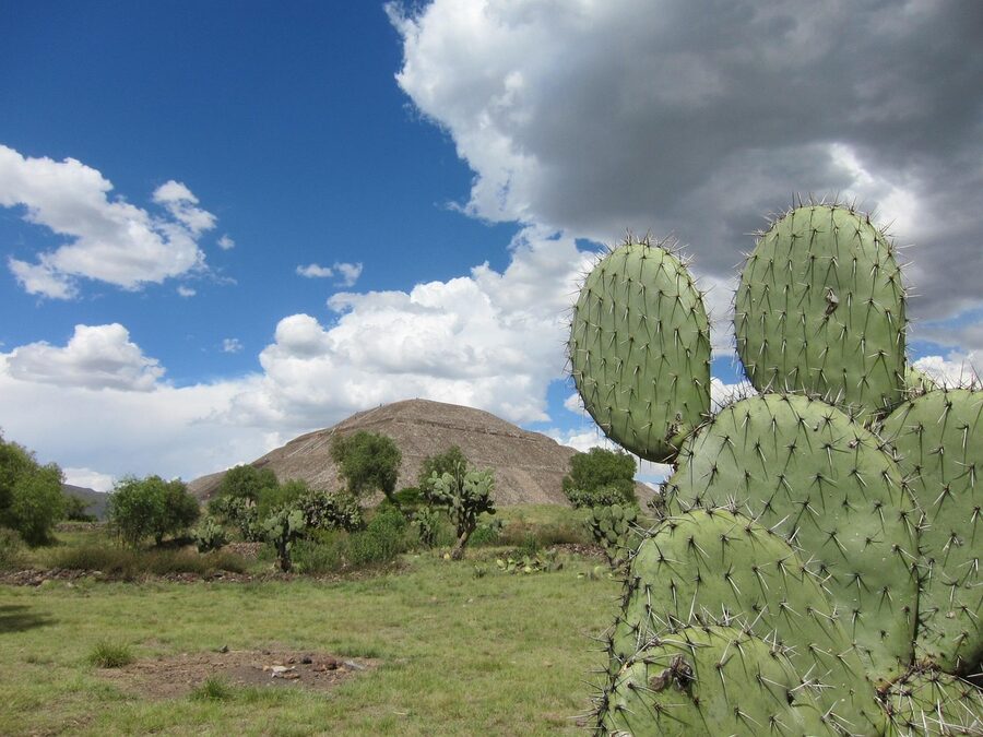 Teotihuacan pyramid framed by tall cactus