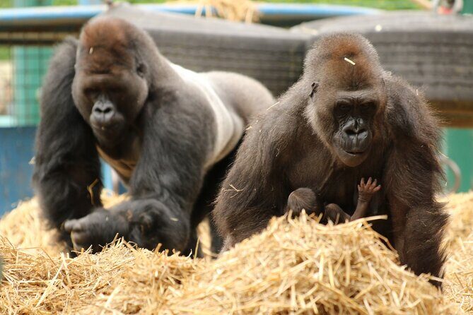Howletts Day Ticket - What Visitors Are Saying
