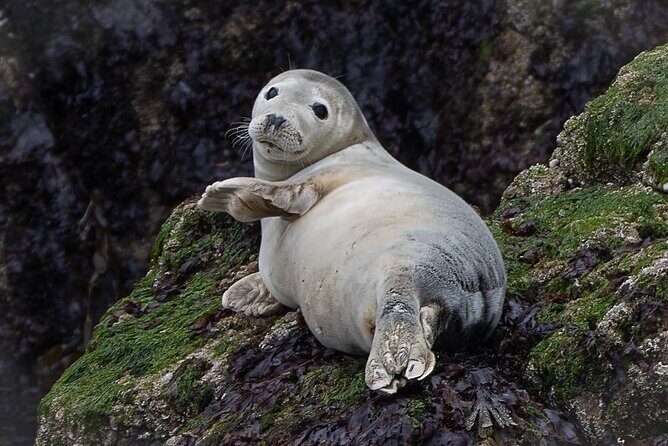 Howth Sunset Cruises - What You Can Expect from Howth Sunset Cruises