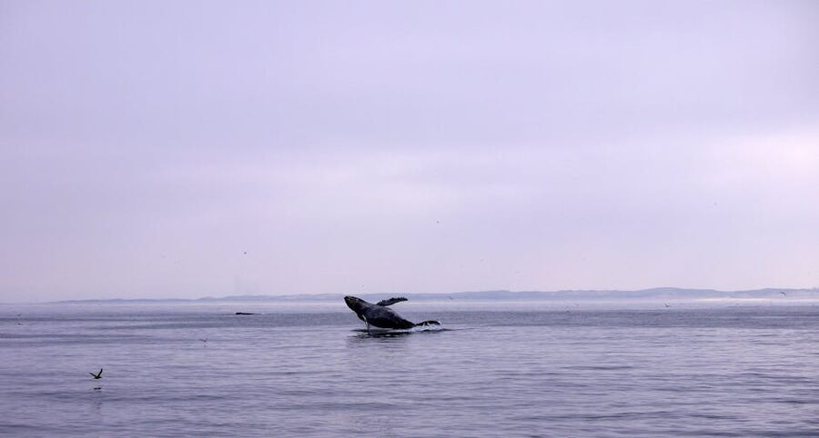 Humpback whale breaching in California coastal waters
