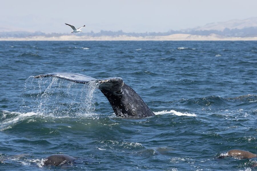 Humpback whale tail emerging from the Pacific