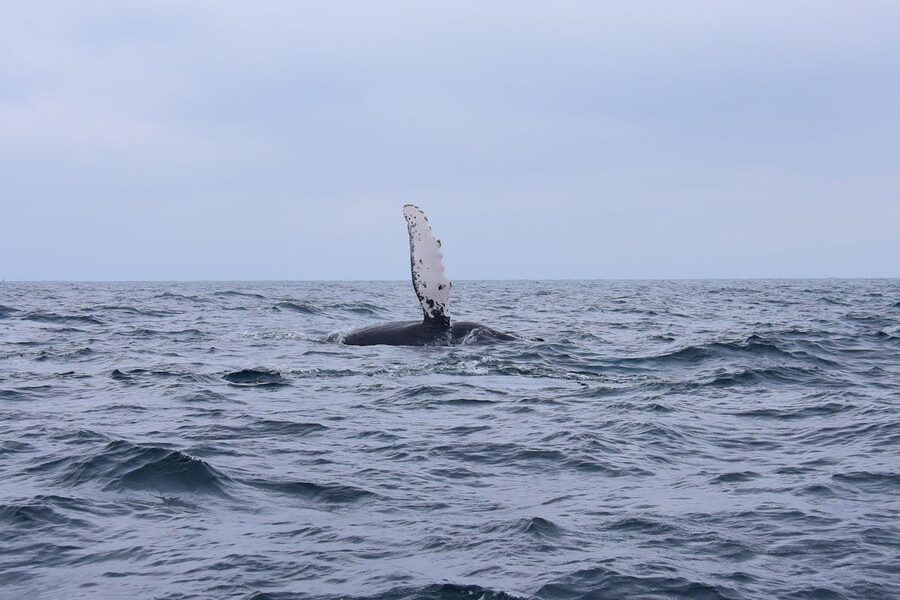 Humpback whale fin breaching the ocean surface