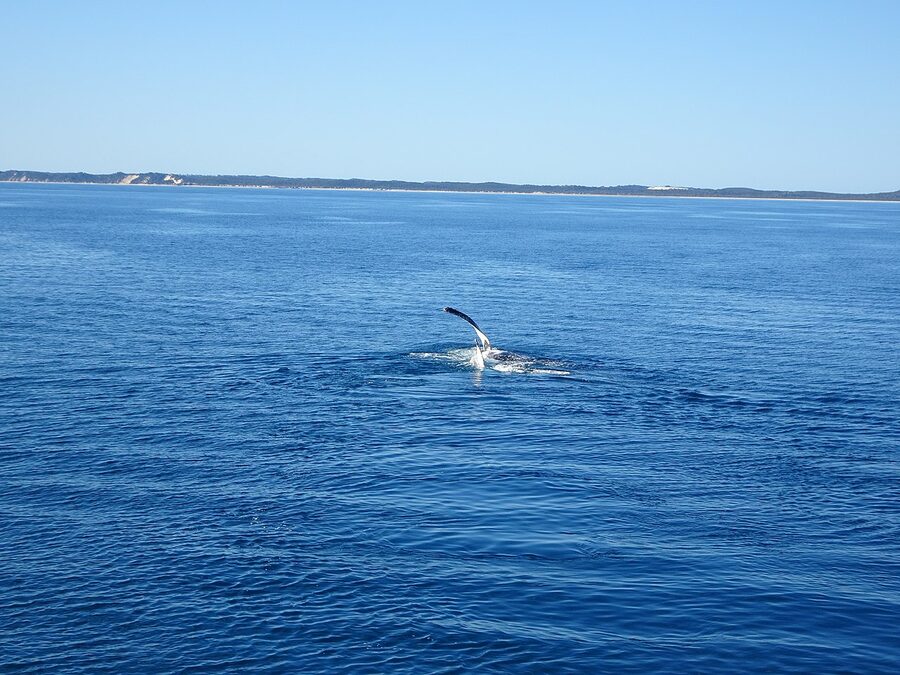 Humpback whale flippers Queensland Australia