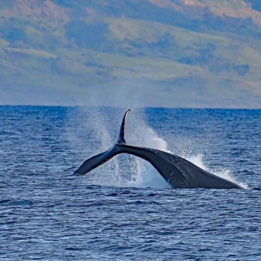 Humpback whale tail creating splash in the ocean