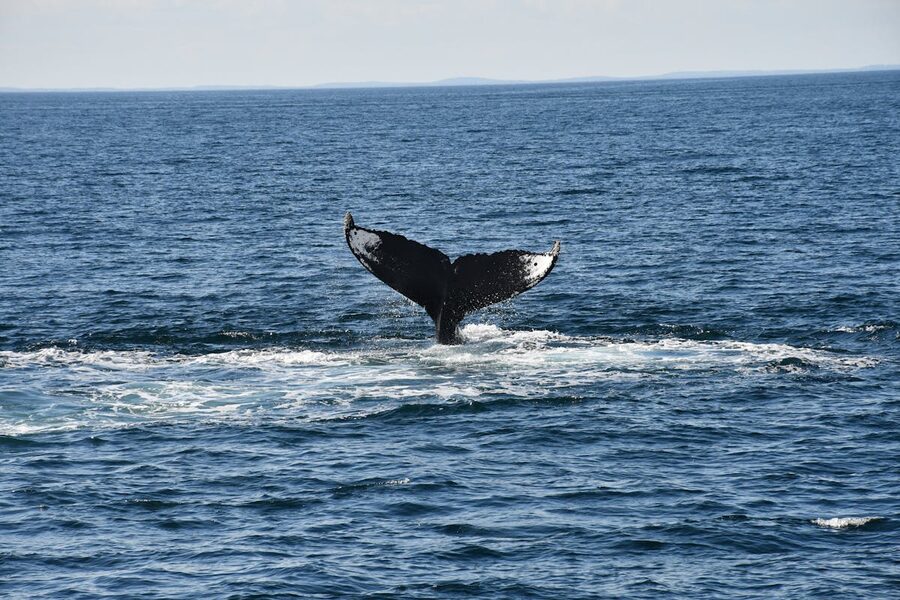 Humpback whale tail emerging from open ocean