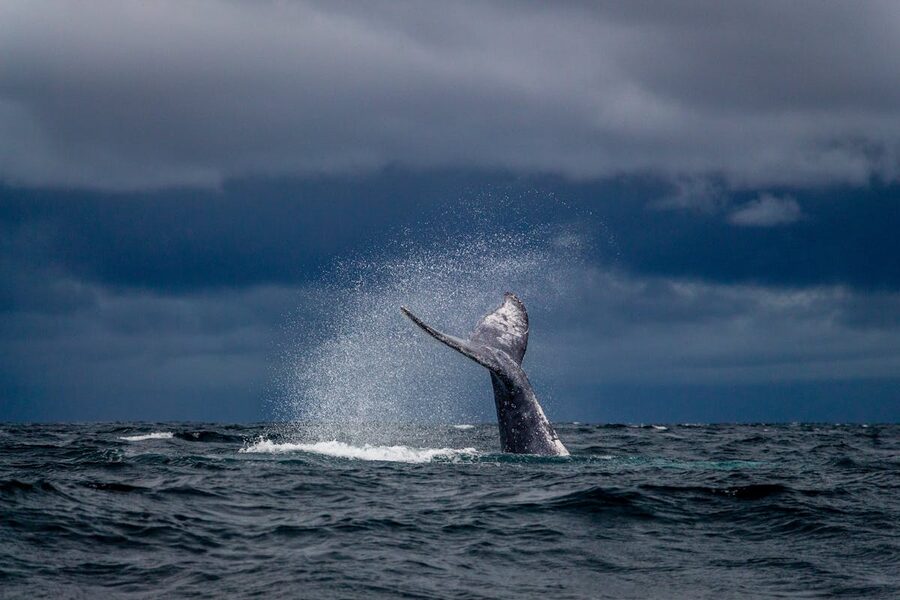 Humpback whale tail creating splash against dramatic sky