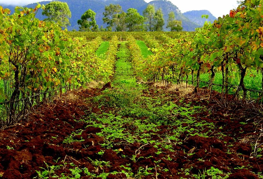 Hunter Valley vineyard polyculture between vines
