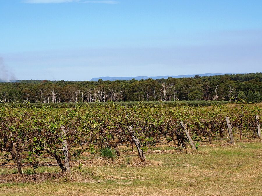 Vineyard in the Hunter Valley NSW with vine rows