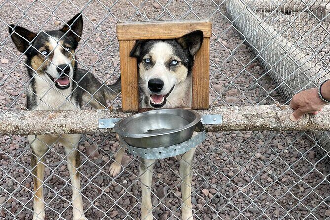 Husky cuddle at Fjälläventyr Dog Park - admission ticket - The Authenticity and Value of the Experience