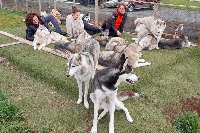 Husky Petting in Akureyri (private) - Who Would Love This Experience?