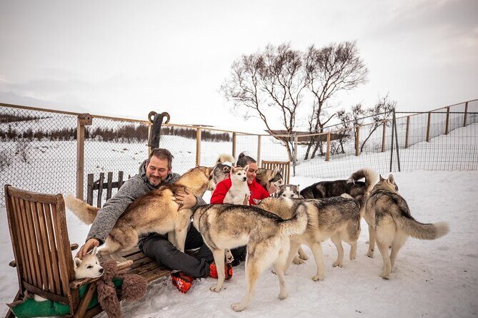 Husky Petting, in Akureyri - Pricing and Value