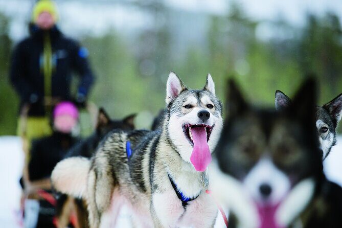 Husky Safari from Levi 2 KM or 5 KM with Husky Sledge Ride - Key Points