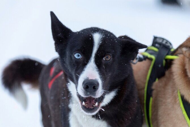 Husky Sledding Ride in Levi 5 KM - Final Thoughts