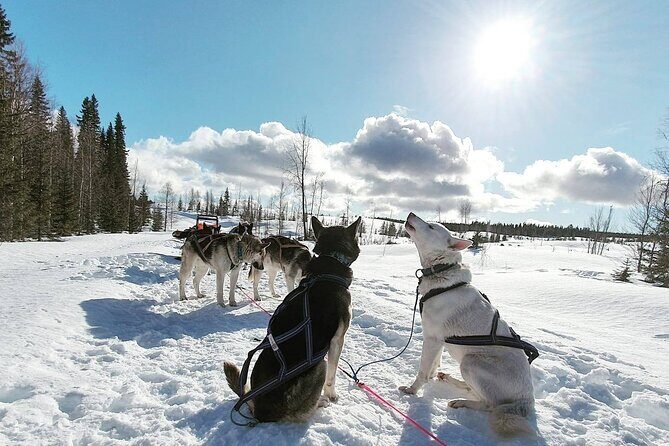 Husky Sledding Tour - Who Should Consider This Tour?