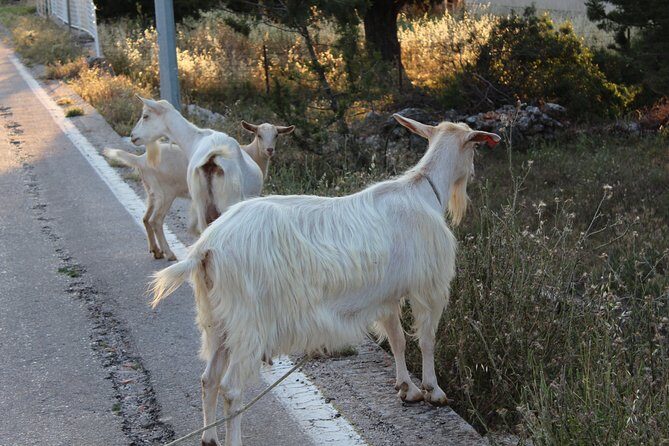 Hvar Hidden Gems Small Group Half Day Tour with Lunch or Dinner - Inside Tips from a Local Guide