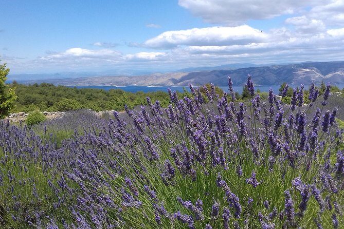 Hvar Lavender Tour - Value and Pricing: Is It Worth It?