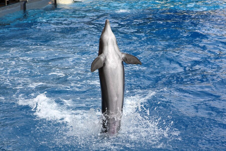 SeaWorld Orlando park view with attractions visible